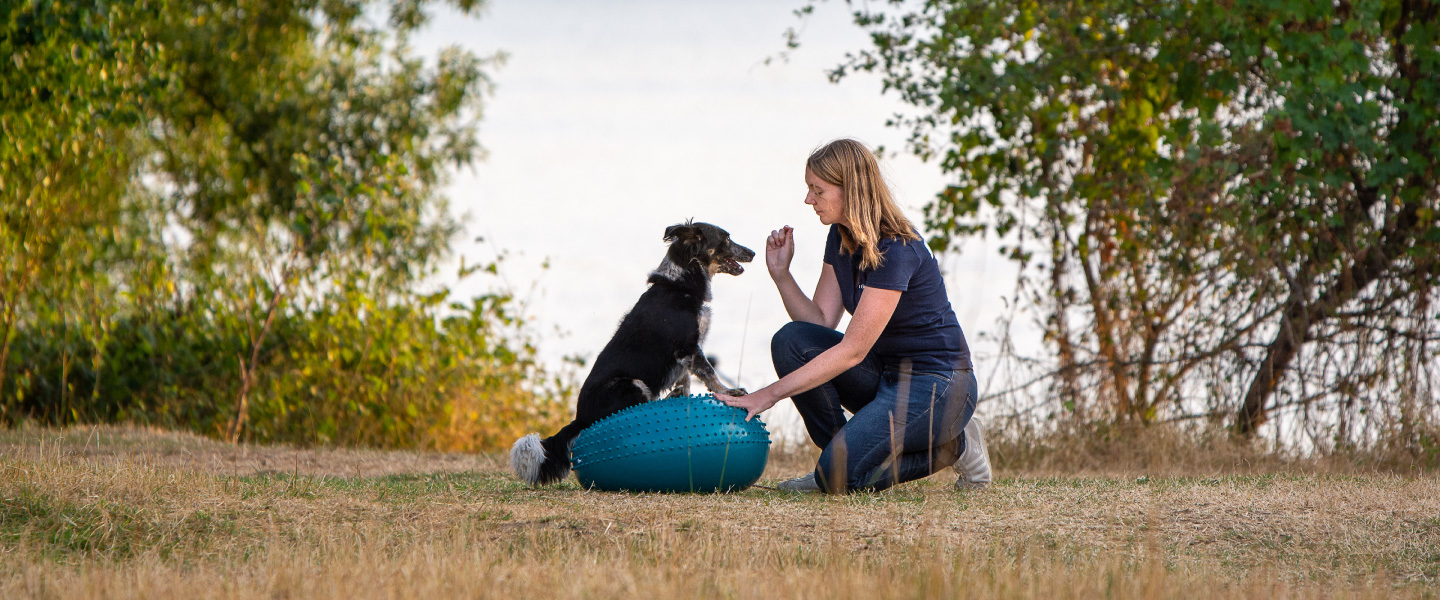 Tierphysiotherapie für Hunde und Katzen im Bonn Rhein-Sieg-Kreis